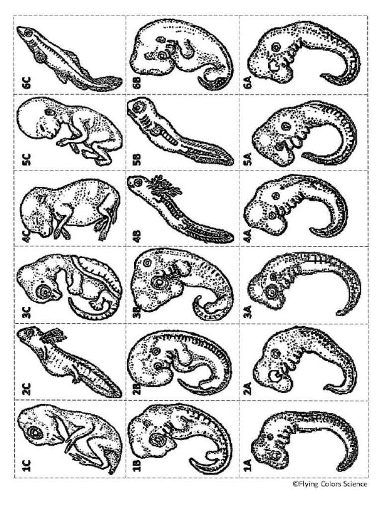 MADELINE CABRERA ALCANTARA - EmbryonicEvolution | PDF | Biological ...