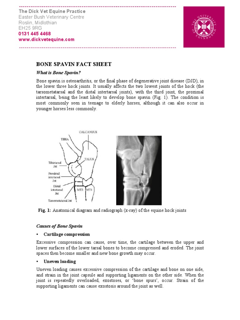 Bone Spavin | PDF | Clinical Medicine | Medicine
