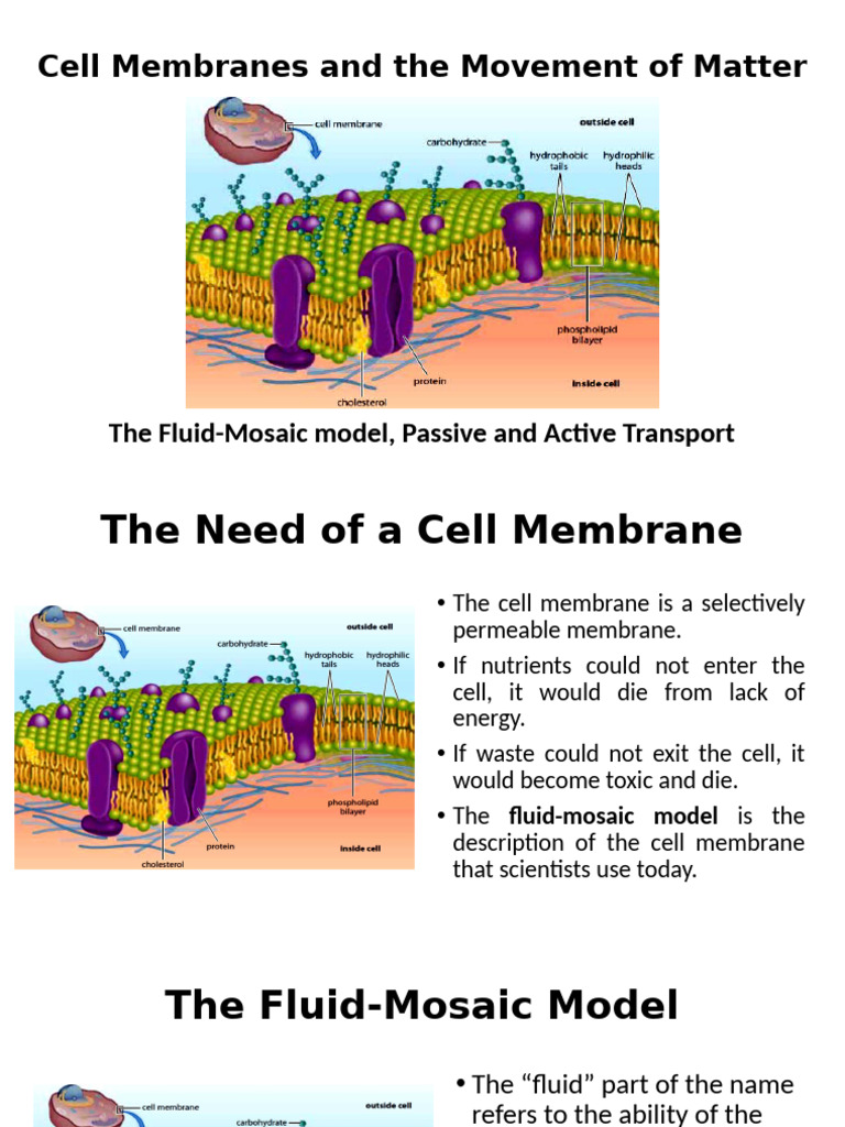 Cells Membranes and Transport | PDF | Cell Membrane | Osmosis