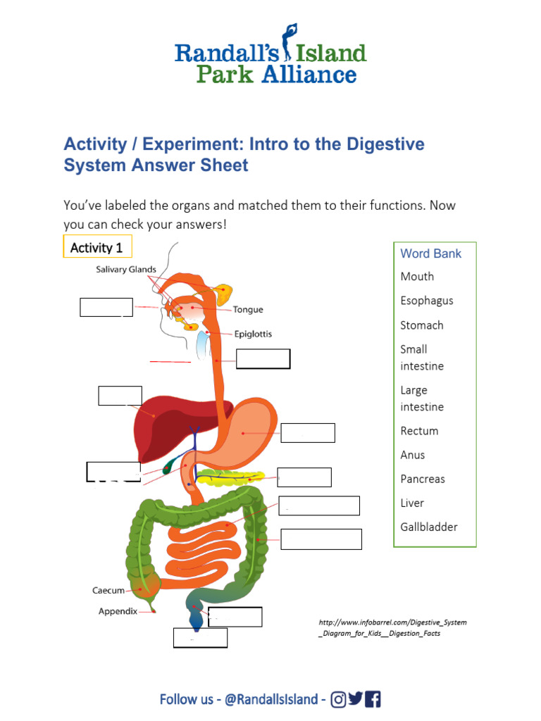 Intro To The Digestive System Answer Sheet RIPA | PDF | Digestion ...