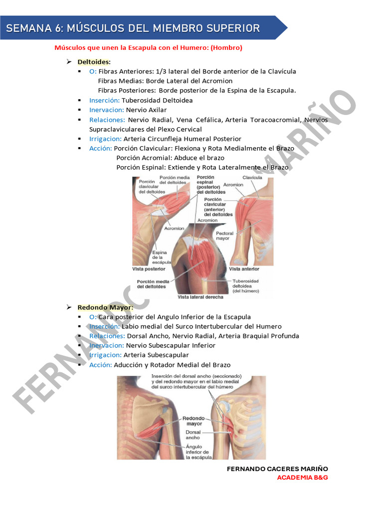 Musculos Del Miembro Superior | PDF | Mano | Hombro