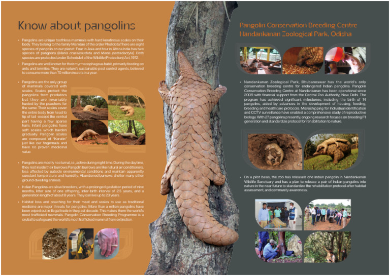 Pangolin Poster A Compressed | PDF | Zoology