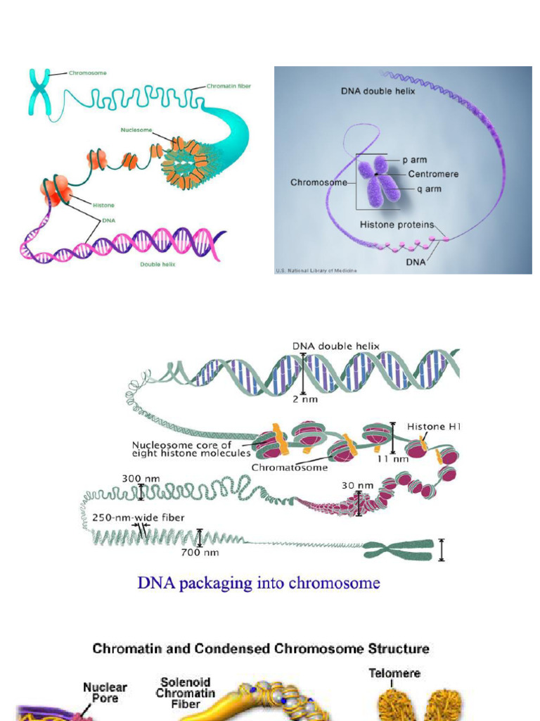 Packaging of Dna and Chromosomes | PDF