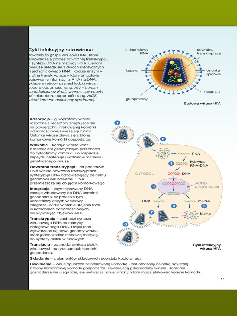 Biologia, Biologia Na Czasie, Podręcznik, Klasa 2, Zakres Rozszerzony 2 ...