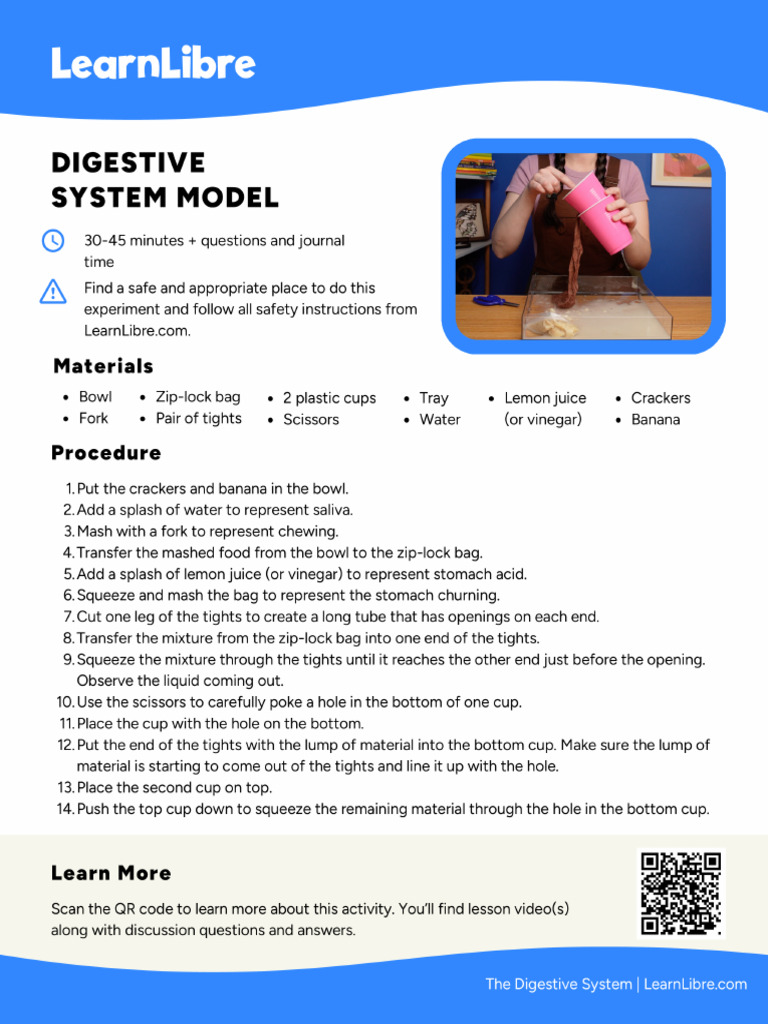 Digestive System Model | PDF