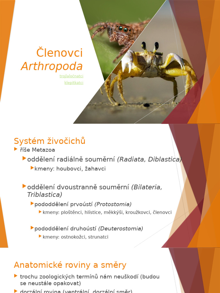 7 H Clenovci Klepitkatci | PDF
