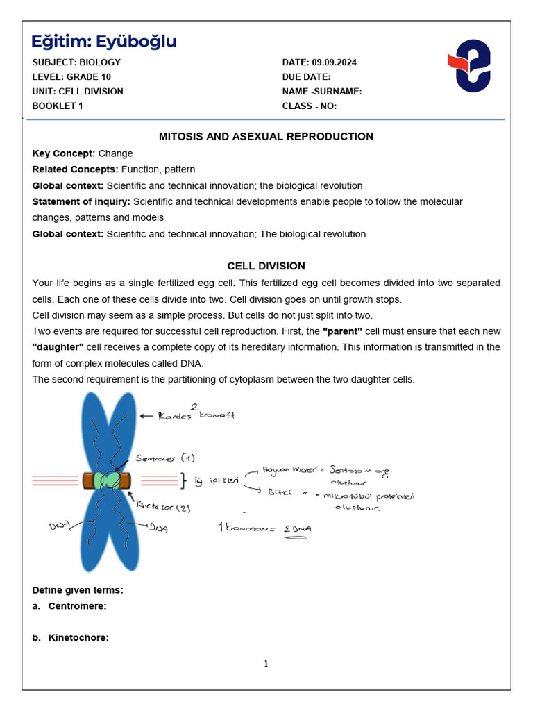 Mitosis and Cell Division Guide | PDF | Meiosis | Mitosis