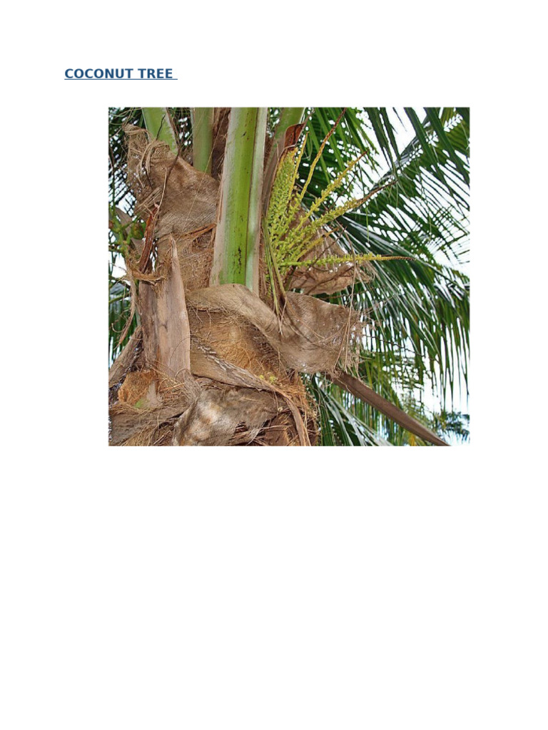 Coconut Tree | PDF
