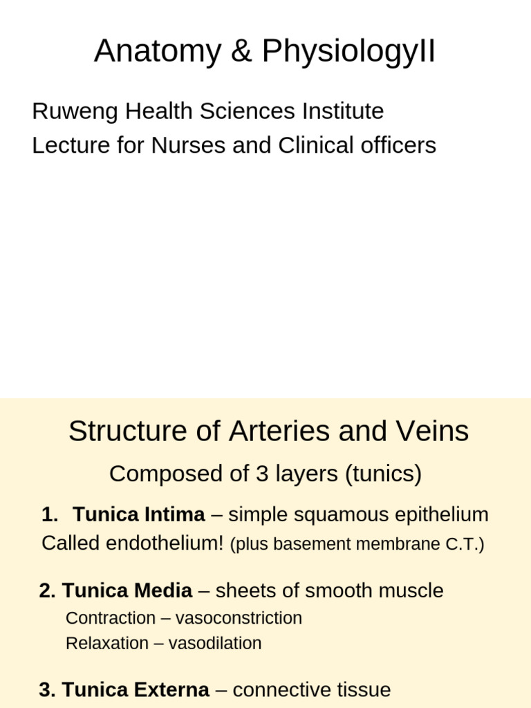 Vessel Anatomy | PDF
