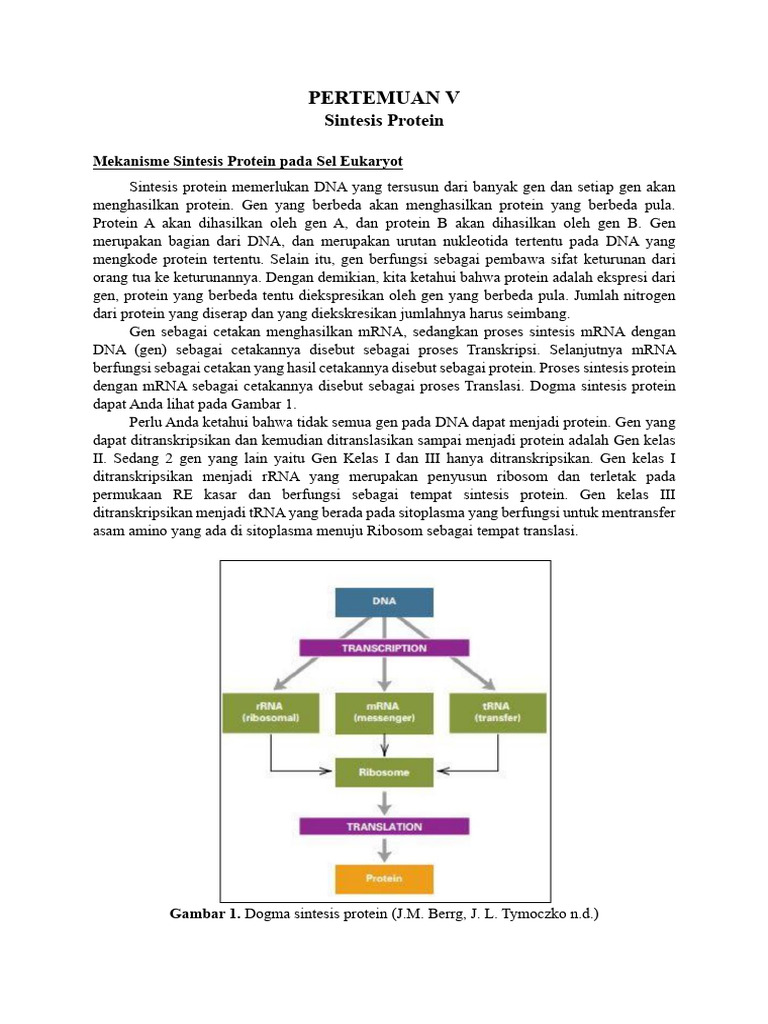 Biosel Sintesis Protein | PDF