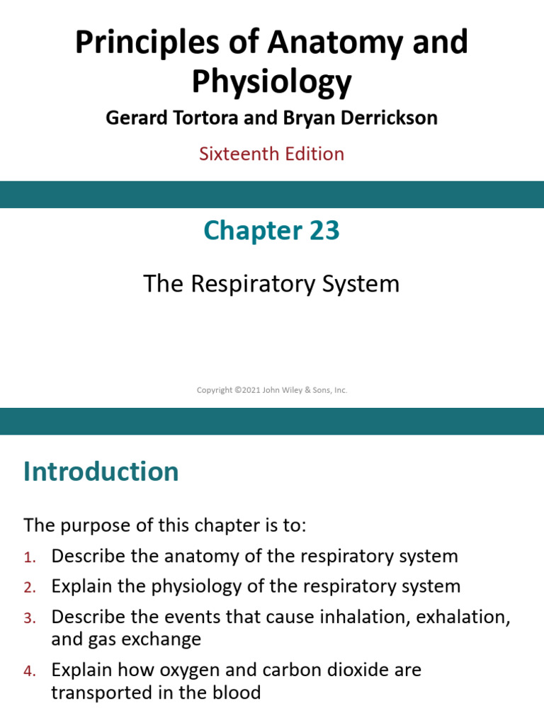 Chapter 23 The Respiratory System J Acid Base Balance Control of ...