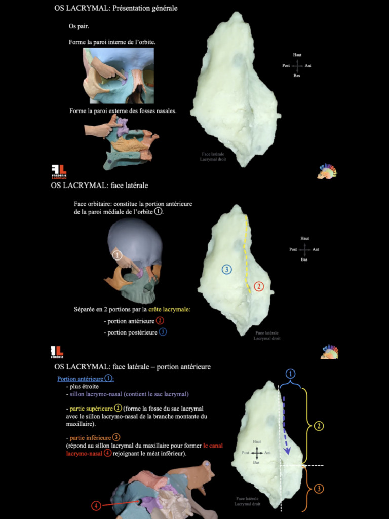 Lacrymal | PDF