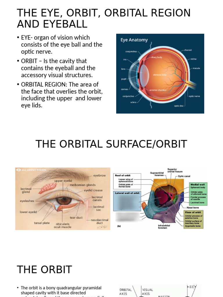 The Eye, Orbit, Orbital Region | PDF | Human Anatomy | Human Head And Neck
