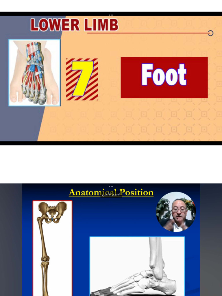 Lower Limb 7 (Foot Bones) ايمن خنفور | PDF