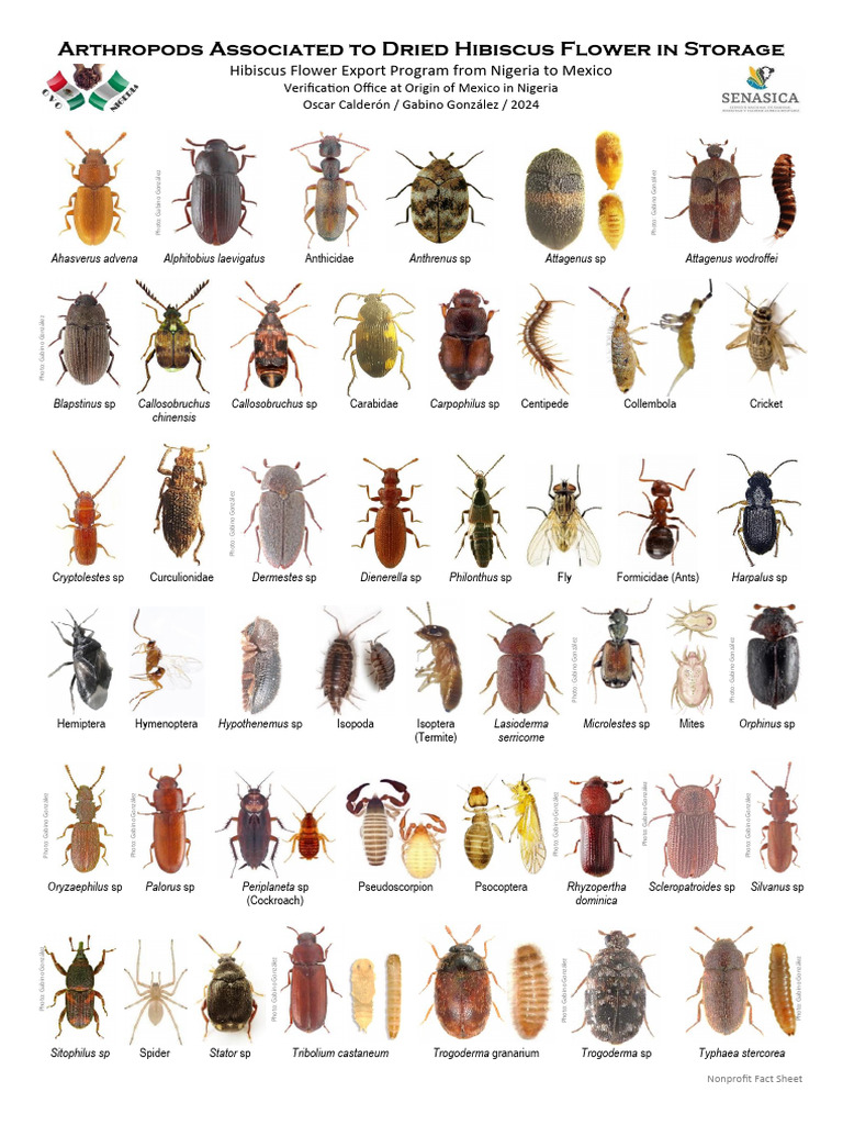 Arthropods Associated To Dried Hibiscus Flower in Storage | PDF ...
