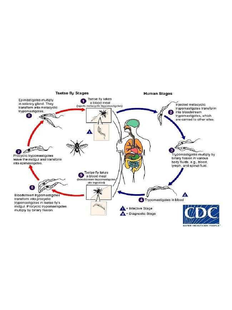 Life Cycle | PDF