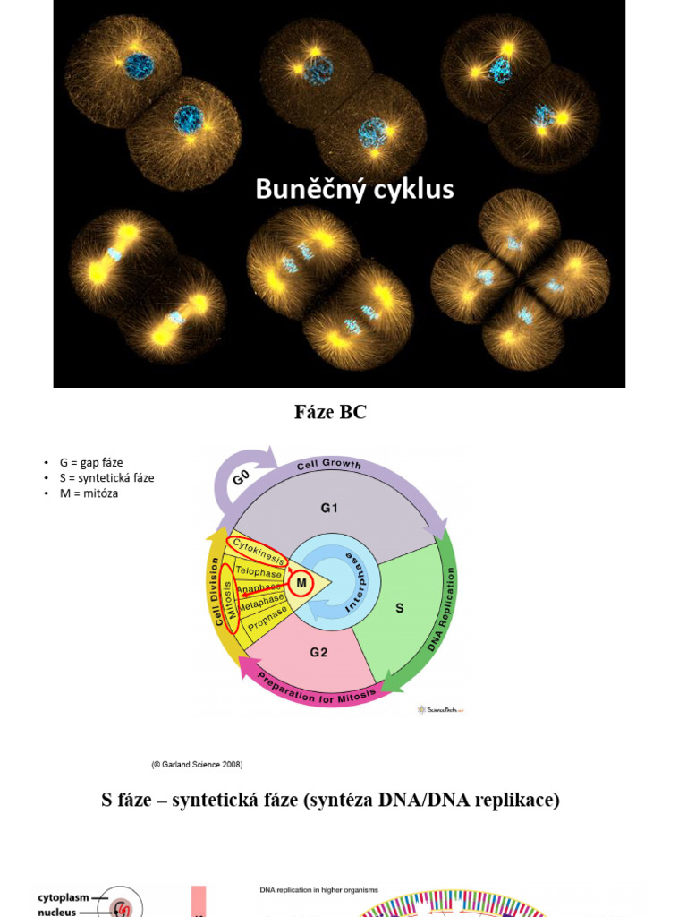 Buněčný Cyklus 2024 | PDF