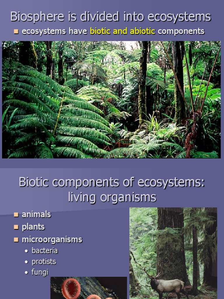 Ecosystem Components and Energy Flow | PDF