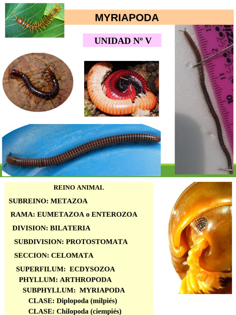 Subphyllum Myriapoda 2025 | PDF | Artrópodos | Zoología