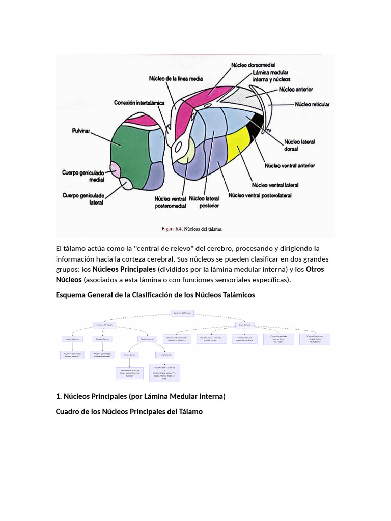 Núcleos Del Tálamo | PDF