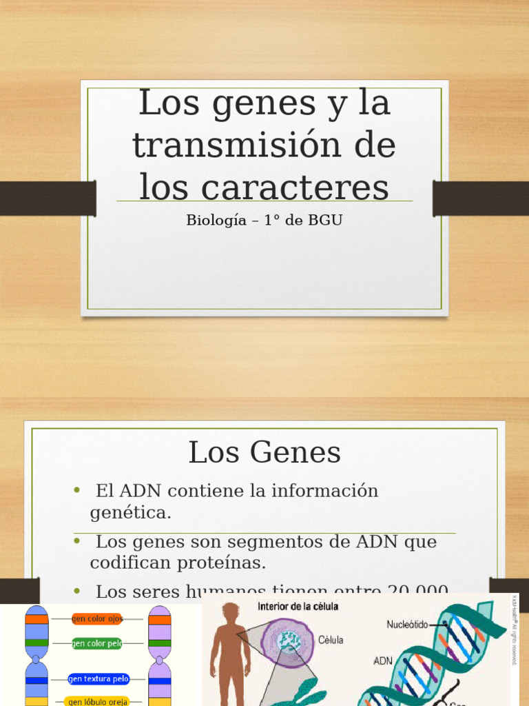 Los Genes y Transmision de Caracteres | PDF