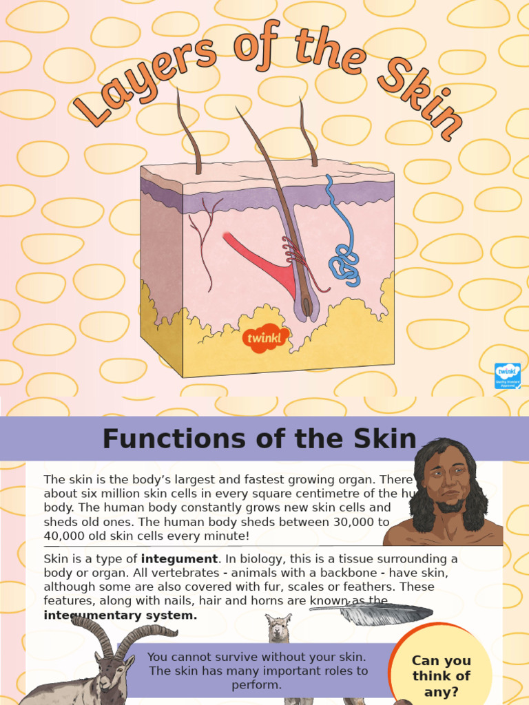 Understanding Skin Layers and Functions | PDF | Skin | Epidermis
