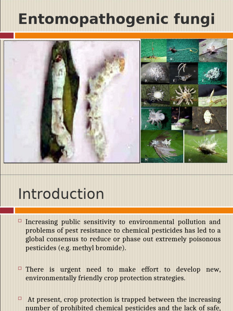 Pathogens of Insects Fungi | PDF | Fungus | Mycology