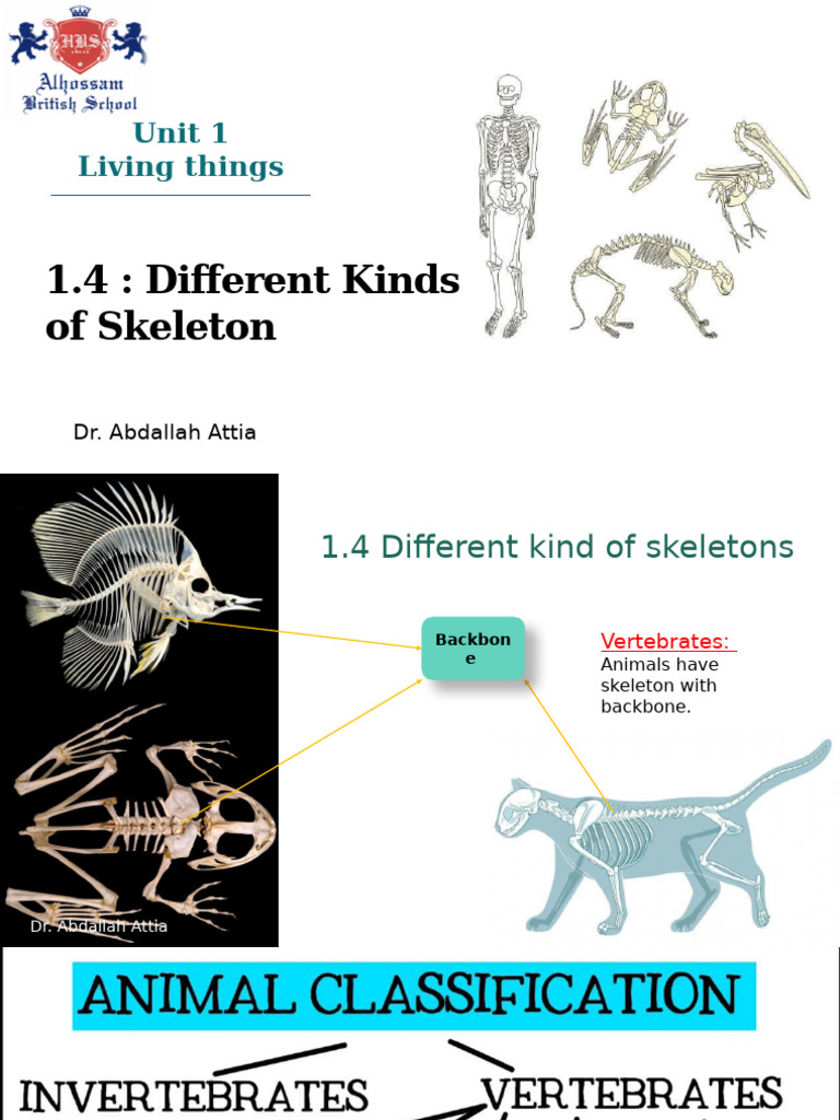 Types of Animal Skeletons Explained | PDF | Skeleton | Invertebrate