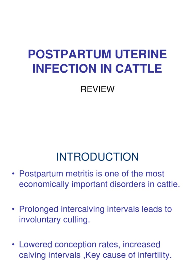 Postpartum Uterine Infection in Cattle | Immune System | Infection
