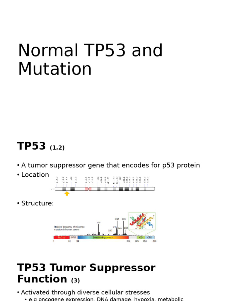 Presentation 4 Normal TP53 and Mutation | PDF | P53 | Dna Repair