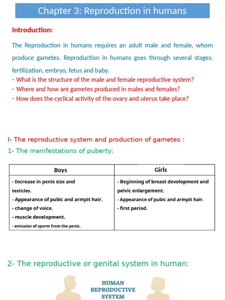 Human Reproductive System Explained | PDF | Menstrual Cycle | Mammal ...