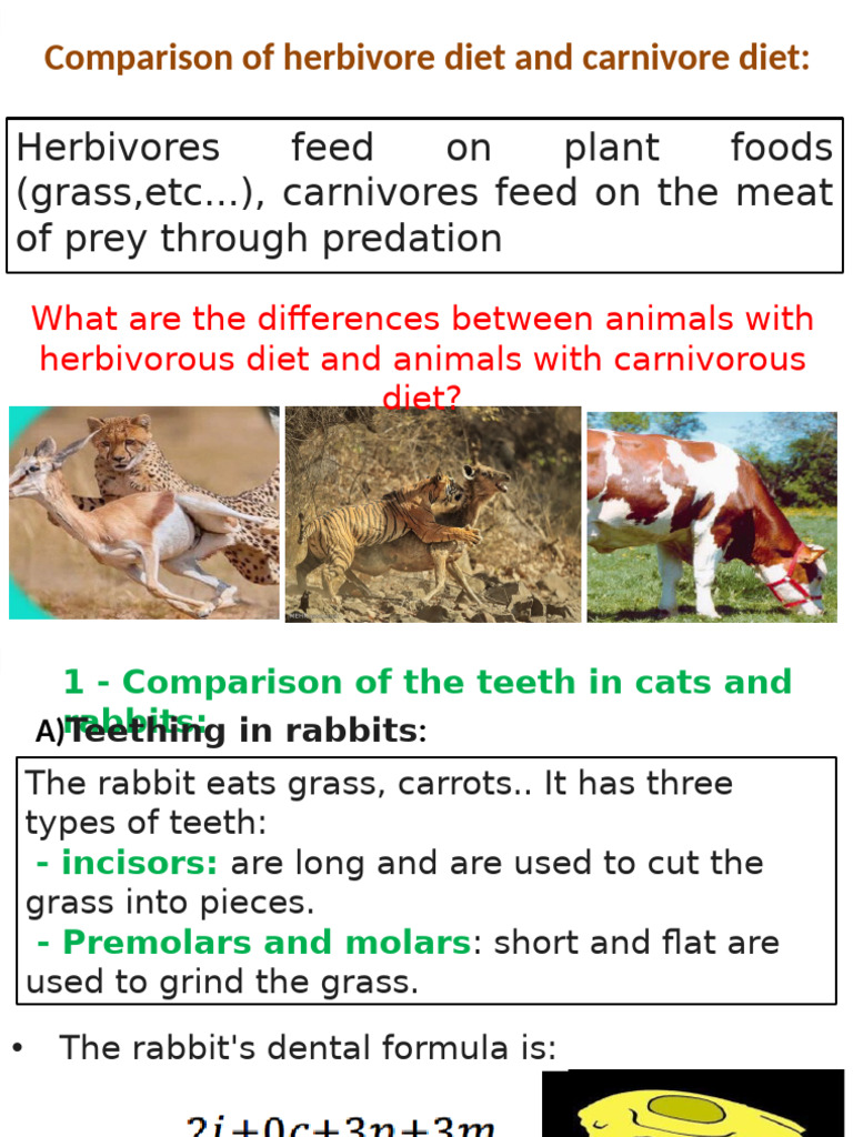 Herbivore vs. Carnivore Diet Comparison | PDF