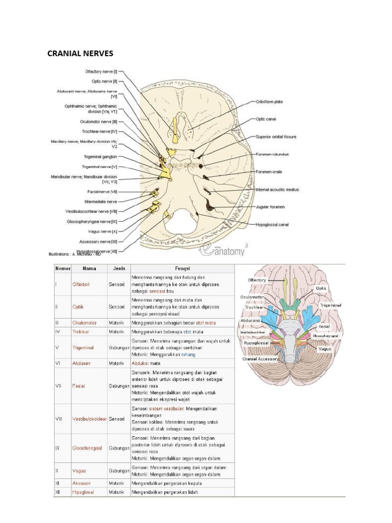 Cranial Nerves