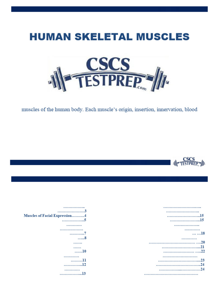 Human Skeletal Muscles Overview | PDF | Vertebra | Human Anatomy