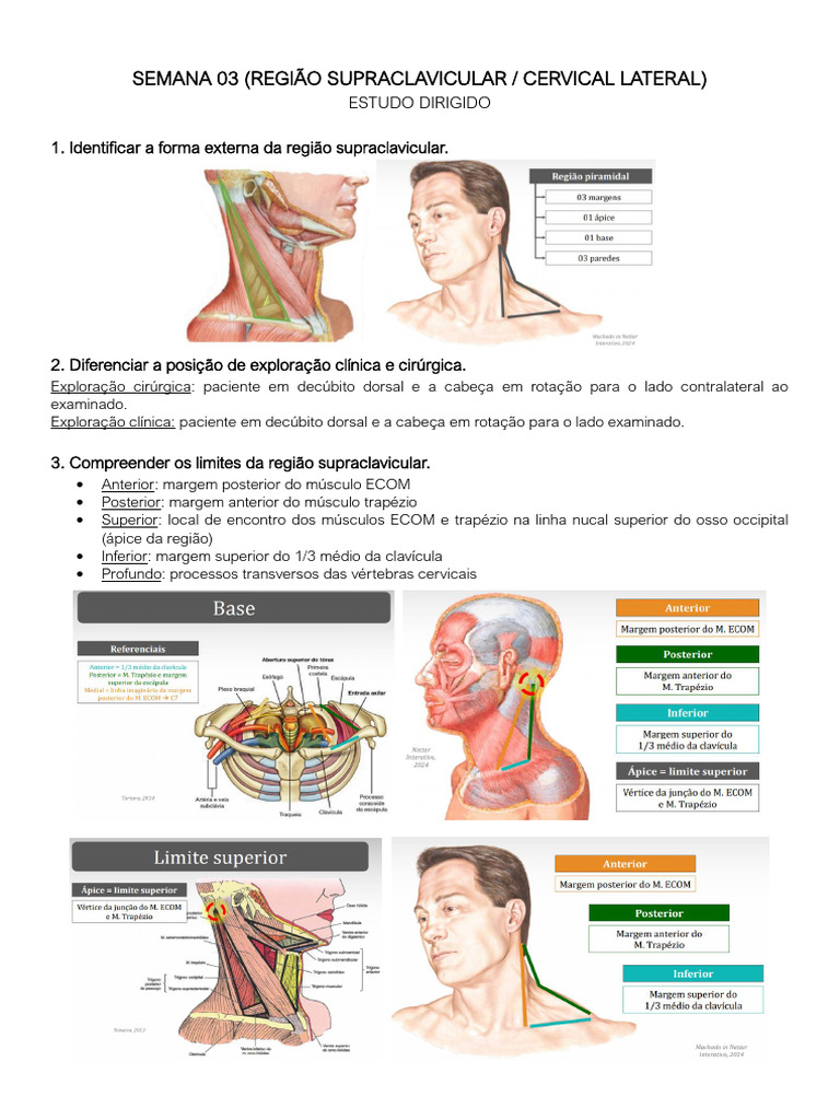 Anatomia da Região Supraclavicular | PDF | Anatomia humana