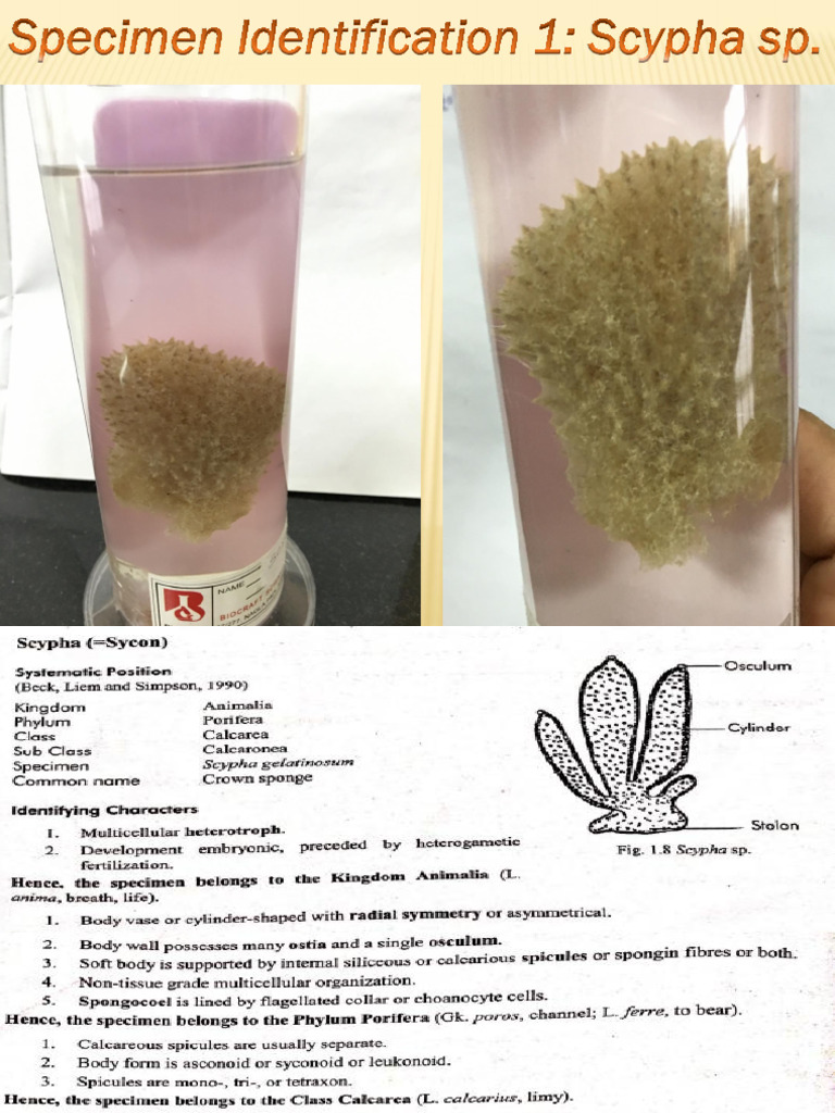 Prac 1 Write Up | PDF