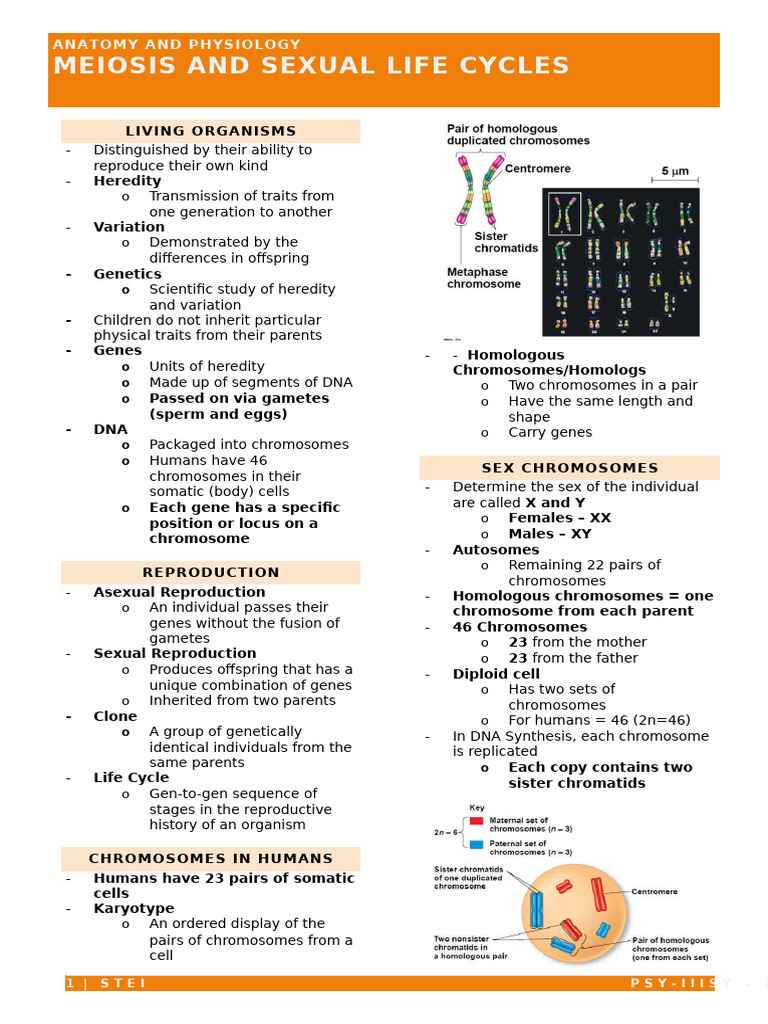Meiosis and Sexual Life Cycles | PDF | Meiosis | Ploidy