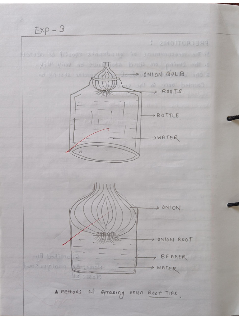 Biology Experiment 3 Xii | PDF