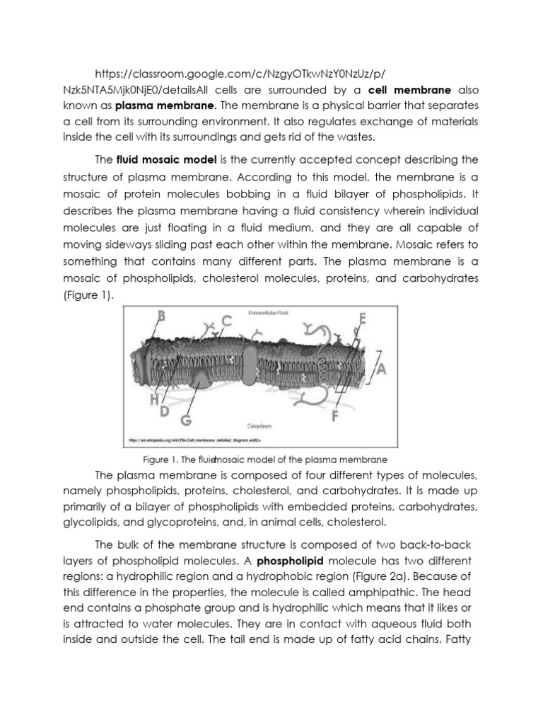 Understanding Plasma Membrane Structure | PDF | Cell Membrane ...