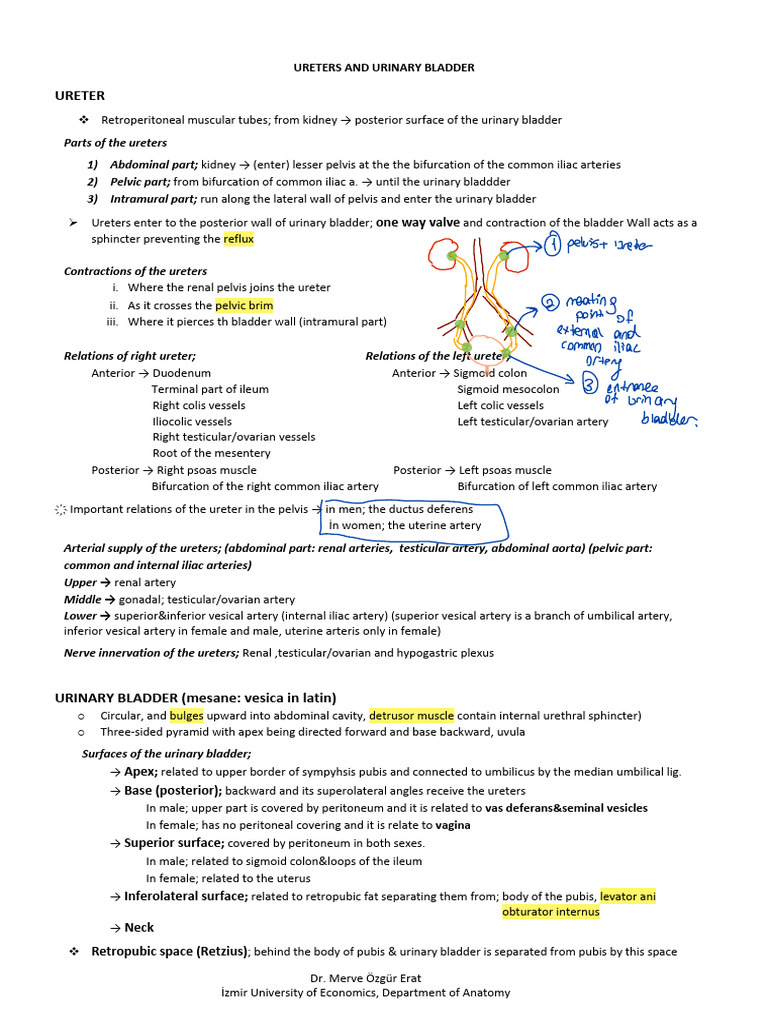 Ureters and Urinary Bladder Leaflet MÖE | PDF | Prostate | Abdomen