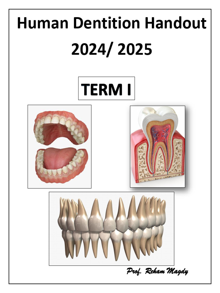 Human Dentition Handout (Term 1) | PDF | Dental Anatomy | Human Tooth
