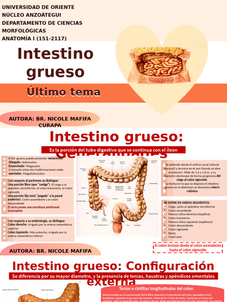 Anatomía del Intestino Grueso: Ciego y Colon | PDF | Intestino grueso ...