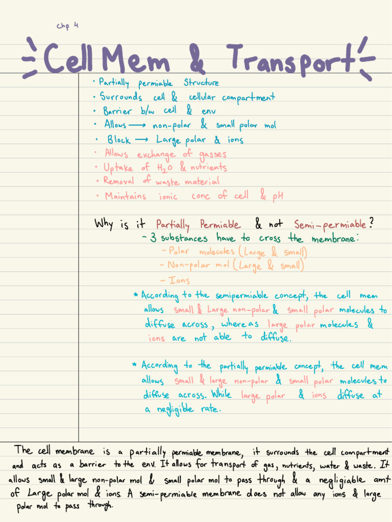 Cell membrane _241112_130013[1] | PDF | Phospholipid | Cell Membrane