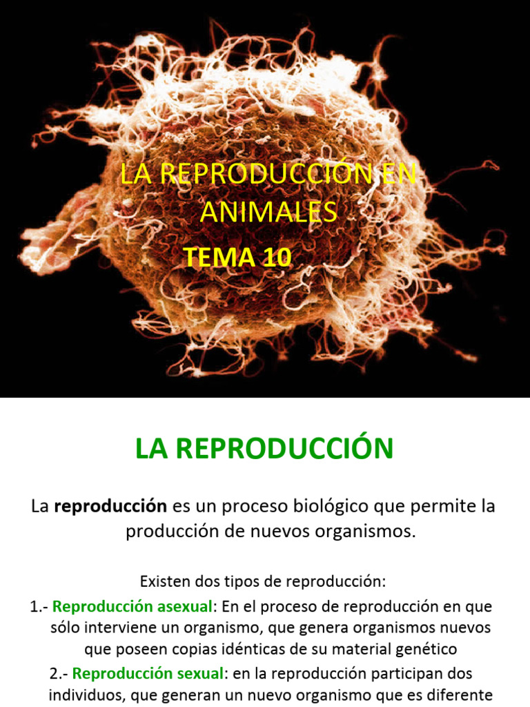 Tipos de Reproducción Asexual en Animales | PDF | Reproducción sexual ...