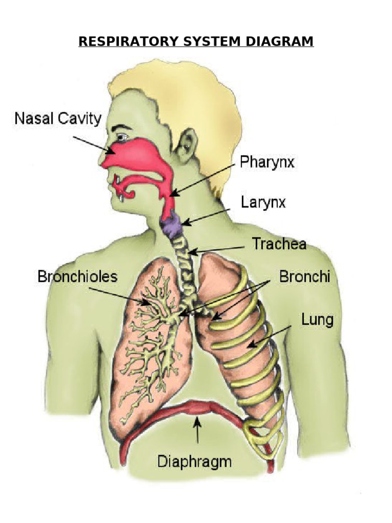 Respiratory and Digestive System Diagram | PDF