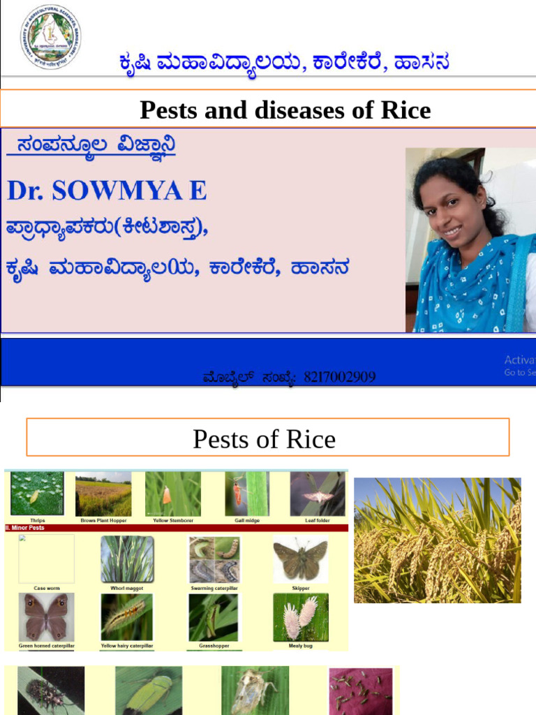 Rice Pests | PDF