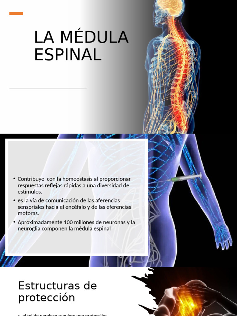 Anatomía y Función de la Médula Espinal | PDF | Médula espinal ...