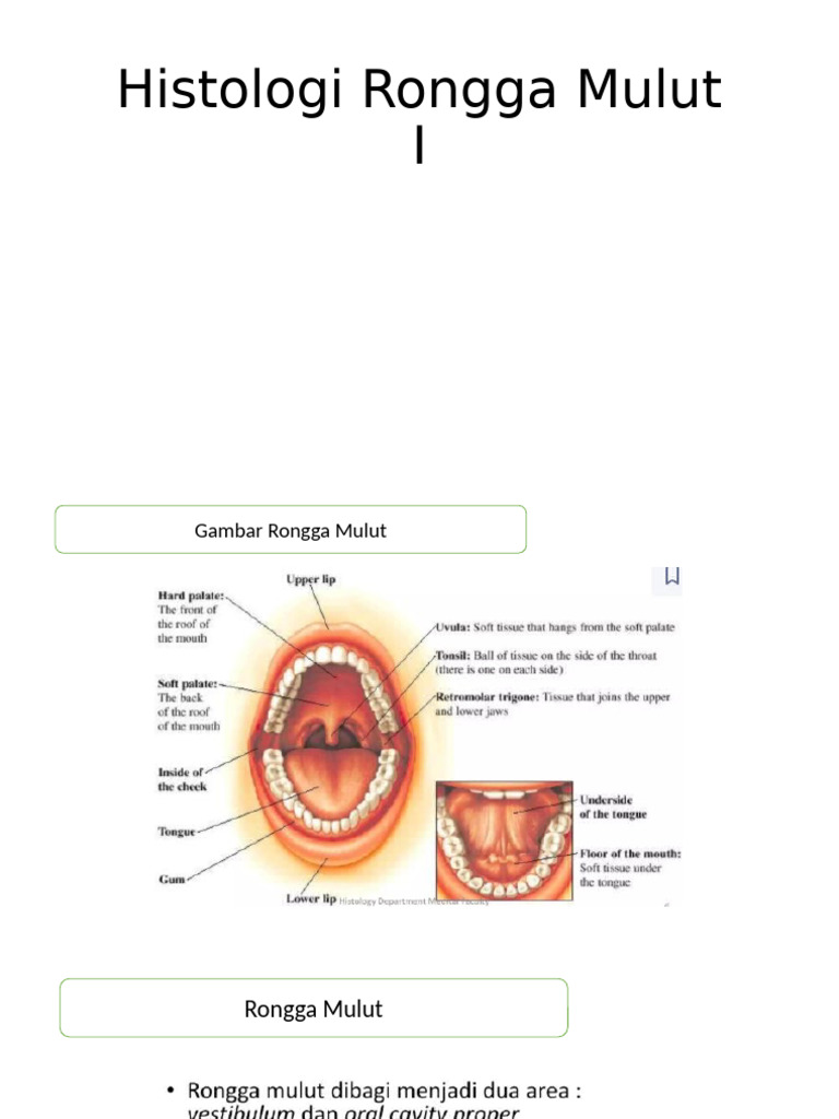 Histologi Rongga Mulut I | PDF