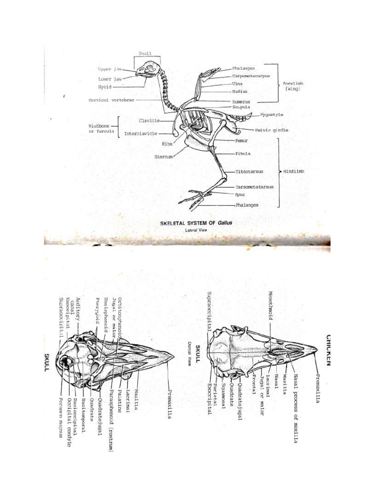 Comp Vertebrate Skeletal System | PDF