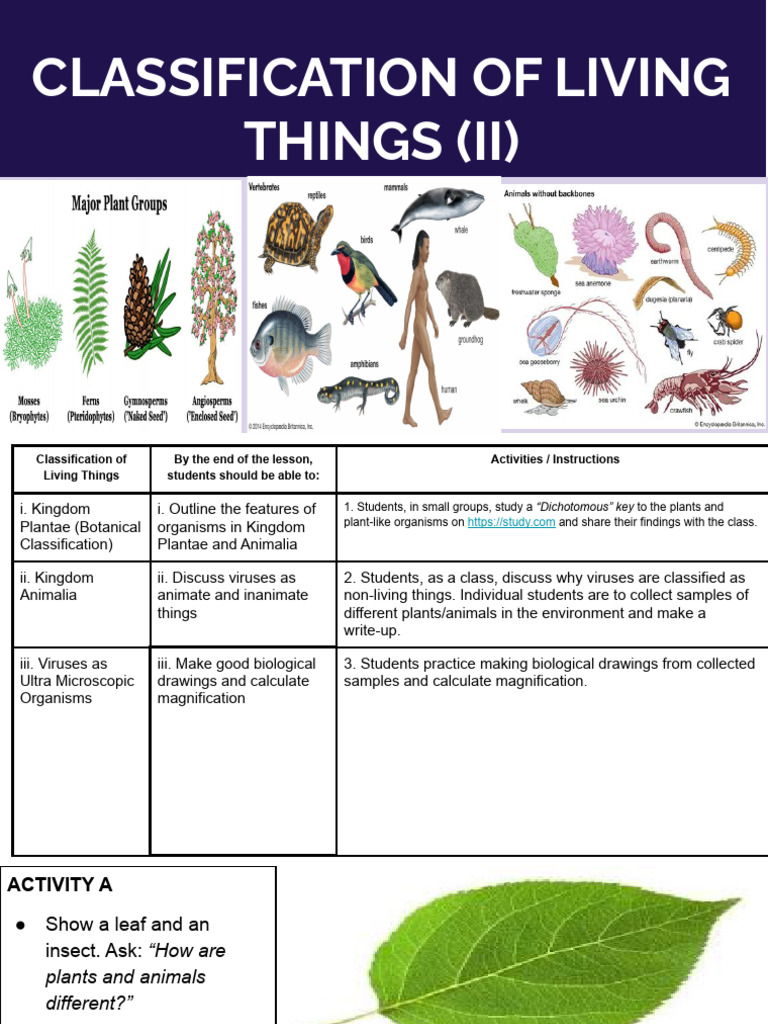 Hs1 - WK 3 - Classification of Living Things | PDF | Leaf | Plants